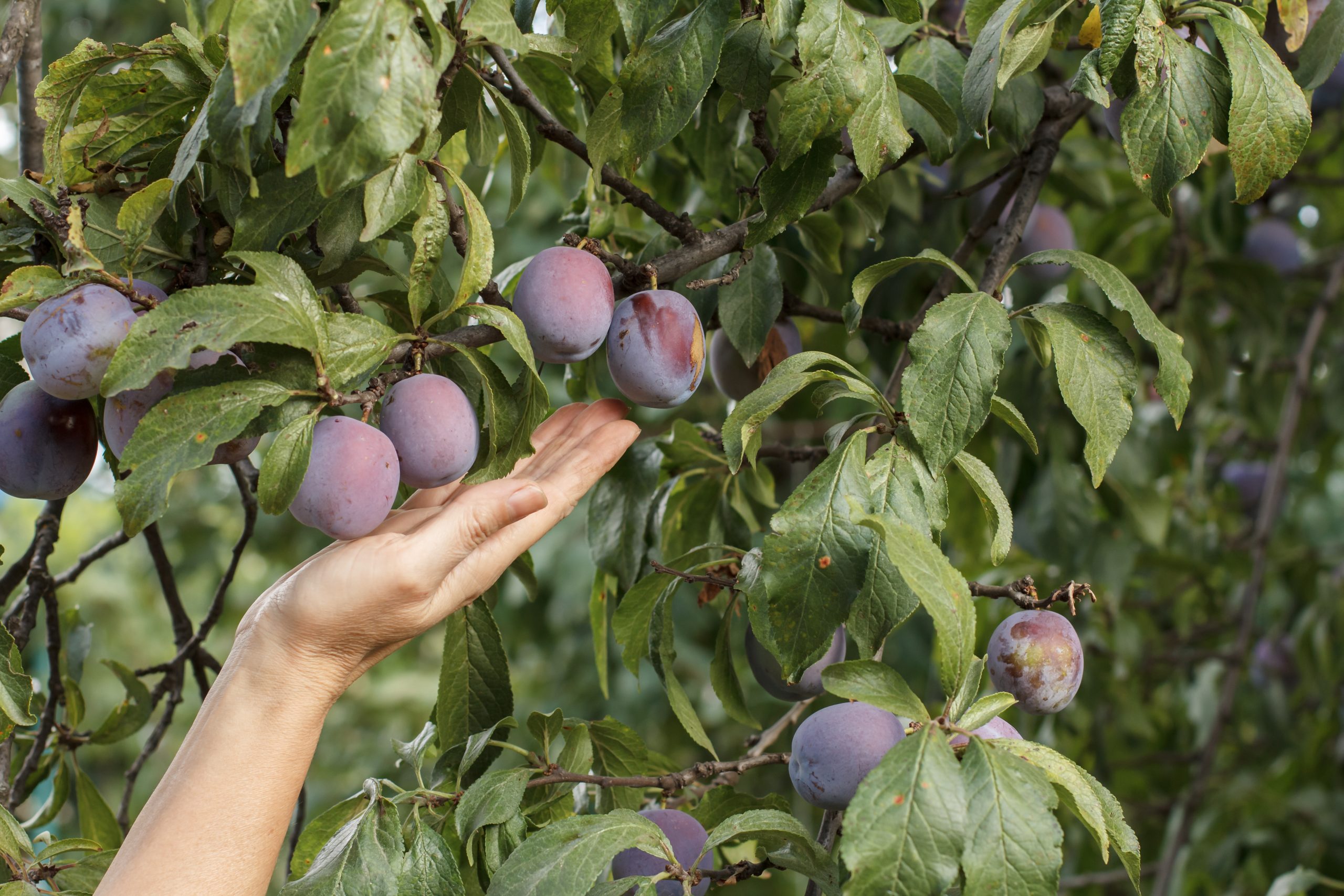 Šljive na Majevici nema ni za rakiju – Otvoreno